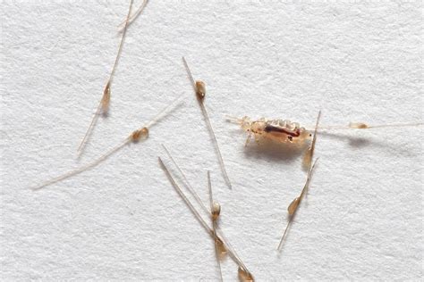 Lice Life Cycle Actual Size Maurita Mosley