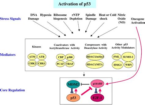 The Role Of Targeting P53 Signaling Pathway In Cancer Therapy