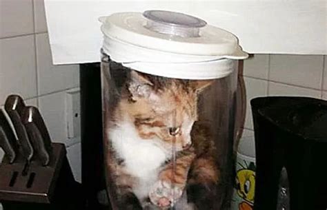 Hundreds Join Hunt For Facebook “catpuncher” Who Posts Pics Of Moggies