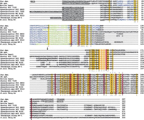 Amino Acid Sequence Alignment Of Subunit Ii Of Cytochrome C Oxidase