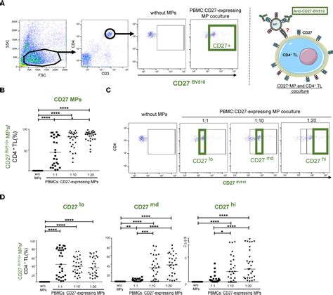 Frontiers Cd27 Microparticle Interactions And Immunoregulation Of