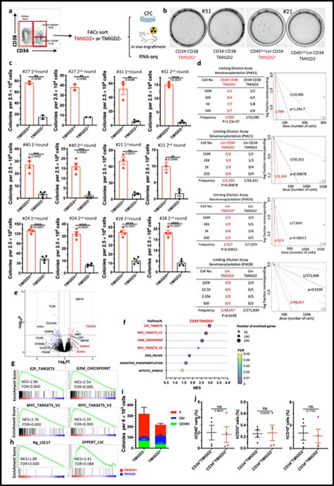 美国爱因斯坦医学院臧星星团队nat Commun Tmigd2 是人类急性髓系白血病干细胞的重要功能分子和治疗靶点 知乎