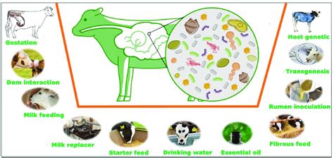 Possible Factors Involved In Rumen Microbial Colonization During Early