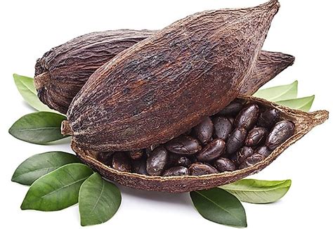 top 10 cocoa producing countries