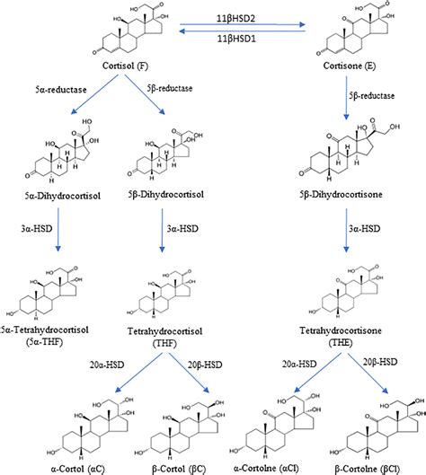 Frontiers Alteration In Glucocorticoids Secretion And Metabolism In
