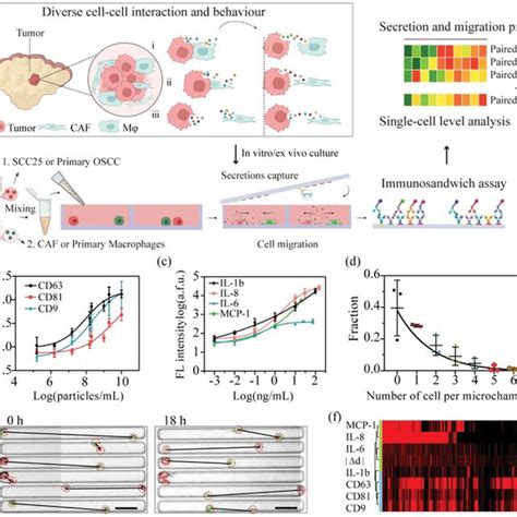 Deciphering Cell–cell Interactions Through Integrative Single‐cell