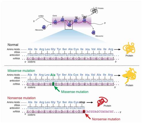 How To Read The Amino Acids Codon Chart Genetic Code And Mrna