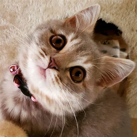 Épinglé Par Sweetcattime Sur Sweet Cats