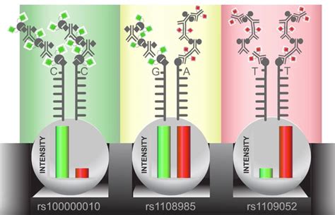 Illumina Microarray Technology