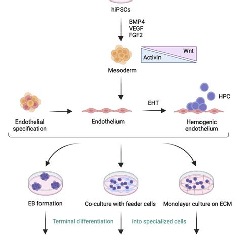 In Vitro Hematopoietic Differentiation From Hipscs Via Mesoderm
