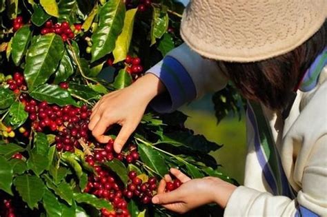 Thiếu Hụt Nguồn Cung Cà Phê Robusta Thị Trường Cà Phê Sẽ Quay Về đỉnh