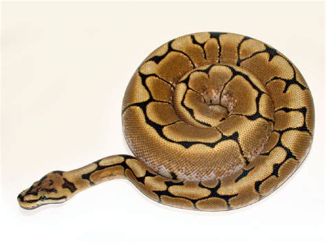 spider morph list world of ball pythons