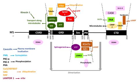 Cells Free Full Text Neurofibromin Structure Functions And Regulation