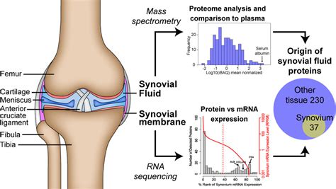 Fluid Analysis Part Synovial Fluid Analysis Procedure 53 Off