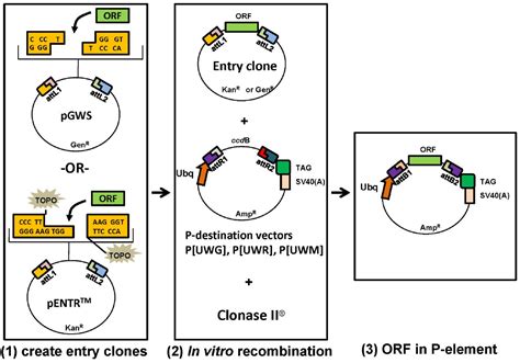 An Entry Gateway® Cloning System For General Expression Of Genes With