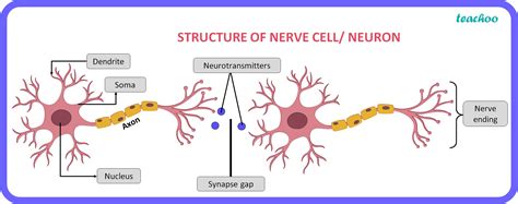 Neurons Structure Function And Types [biology Class 10]