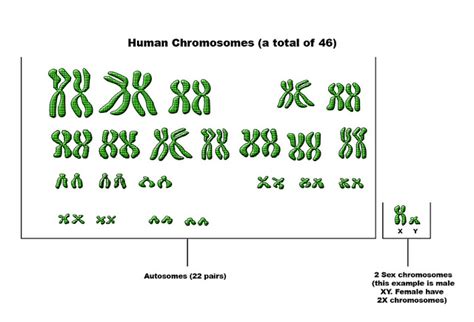Difference Between Autosomes And Allosomes Compare The Difference