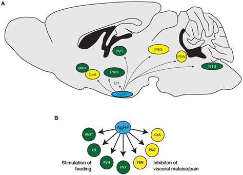 Frontiers Understanding How Discrete Populations Of Hypothalamic