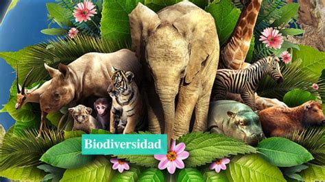 Biodiversidad Que Es Definicion Tipos Y Su Importancia Toda Mobile Images