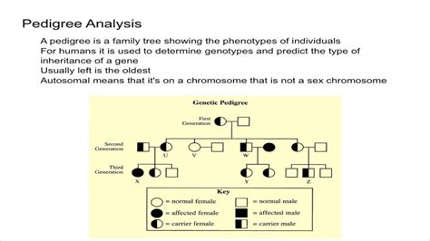 Pedigree Analysis Youtube