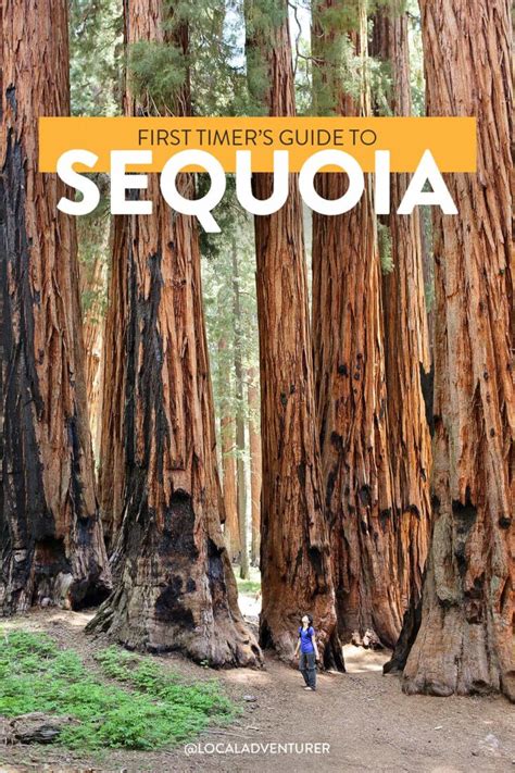 Navigating The Majesty A Comprehensive Guide To Sequoia National Park