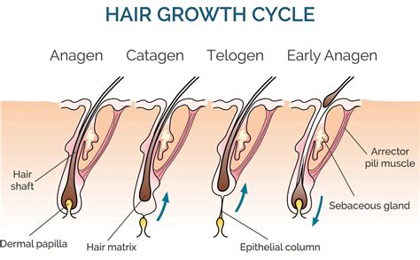 The Hair Growth Cycle Understanding The 4 Stages And Common Issues