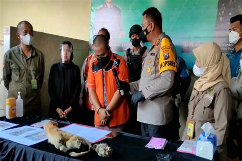 Polres Tanjung Perak Gagalkan Penyelundupan Satwa Ini Kondisinya