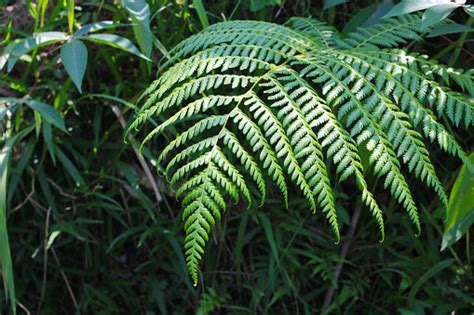 Closeup View Daun Hijau Pakis Yang Indah Di Hutan Hujan Indonesia Latar