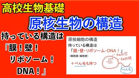 高校生物基礎 「原核生物の構造」 Youtube