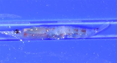github muijzert analysing antarctic krill my third year project