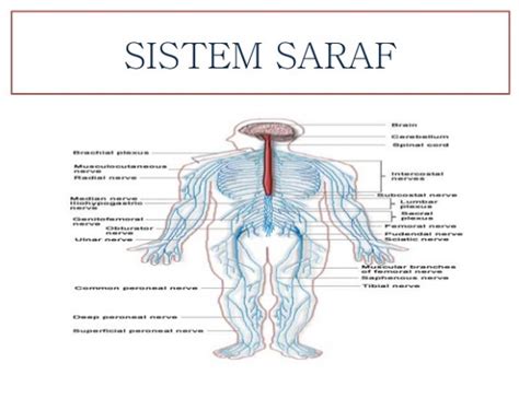 Sistem Saraf Pada Manusia Dan Fungsinya