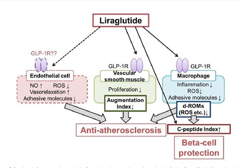 Figure 1 From A Comparison Of The Effects Of The Glp 1 Analogue
