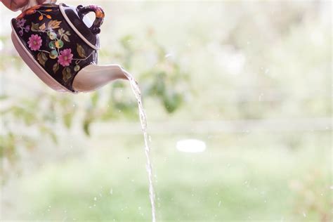 Free Images Grass Liquid Tea Morning Leaf Flower Teapot Green