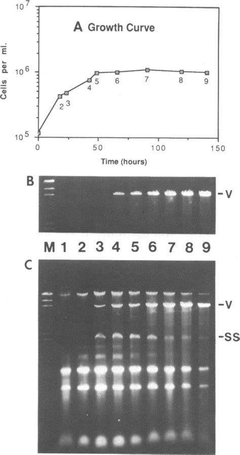 Presence Of The Ssrna And Dsrna In Total Rna From Cells After