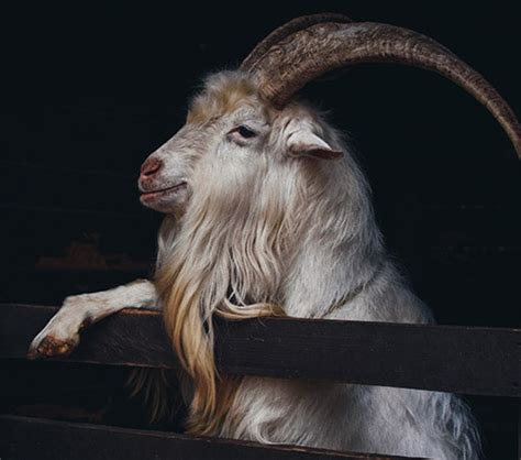 Goats With Beards Photos Of Bearded Stylish Goats
