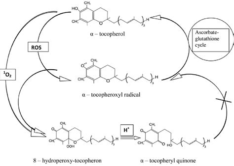 Oxidative Conversion Of α Tocopherol Download Scientific Diagram