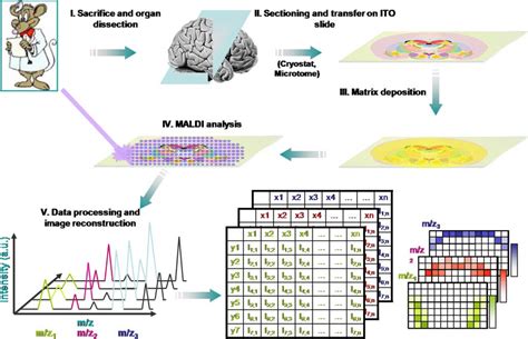 Schematic Representation Of The Maldi Msi Work Flow After Tissue