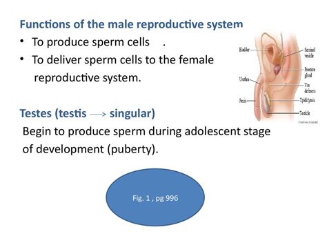 Male Reproductive System презентация онлайн