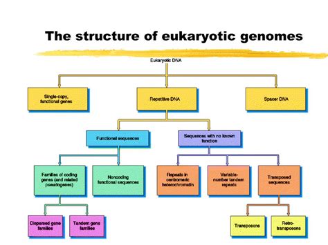 Ppt Structure And Function Of Genome Powerpoint Presentation Free