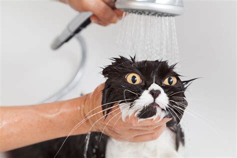 Why Do Cats Hate Water