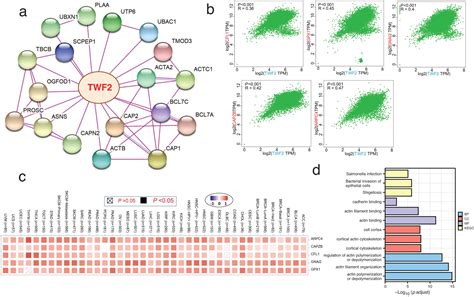 Oncogenic Role Of Twf2 In Human Tumors A Pan Cancer Analysis