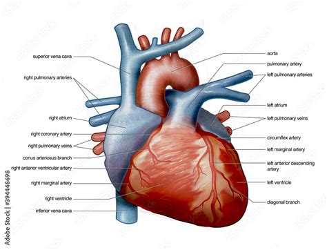 Anatomy Of The Heart Ilustración De Stock Adobe Stock