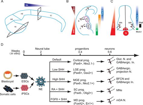 Neuronal Subtype Specification In Vivo And Vitro Download Scientific
