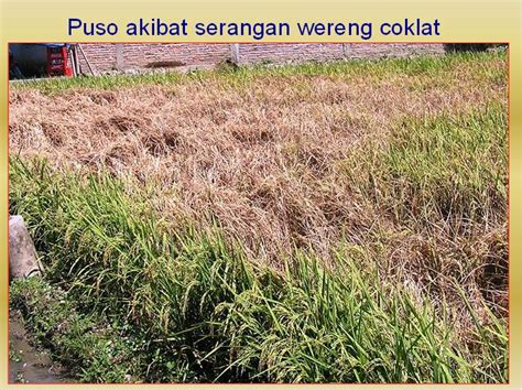 Saung Sumberjambe Wereng Coklat Dan Pengendaliannya