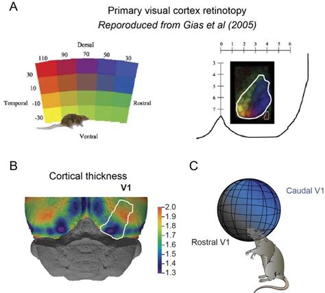 1 the visuotopic map of primary visual cortex coincides with cortical
