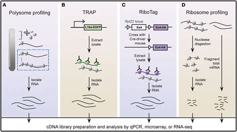Frontiers Genome Wide Approaches To Dissect The Roles Of Rna Binding