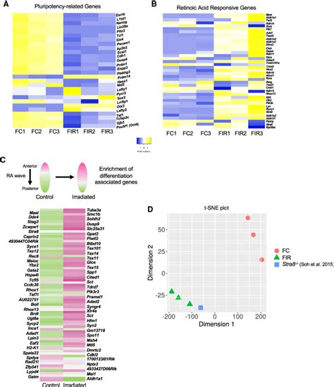 Irradiation Exposure At E13 5 Leads To Premature Retinoic Acid Ra
