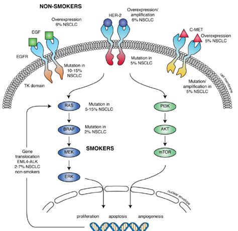 Egfr Pathway In Nsclc Mutations Amplification Or Overexpression Of
