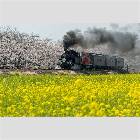 桜と菜の花の劇的競演！あまり知られていない桜が見られるローカル線「真岡鐵道」 アサ芸プラス