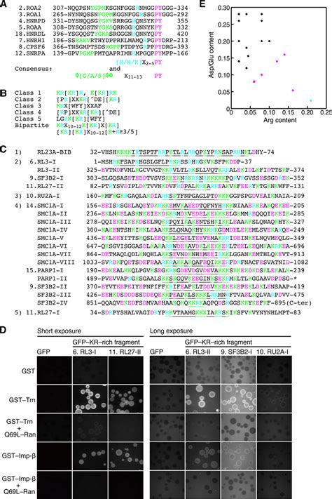 Two Types Of Trn Binding Sequences A Py Nls Motif Matches In The